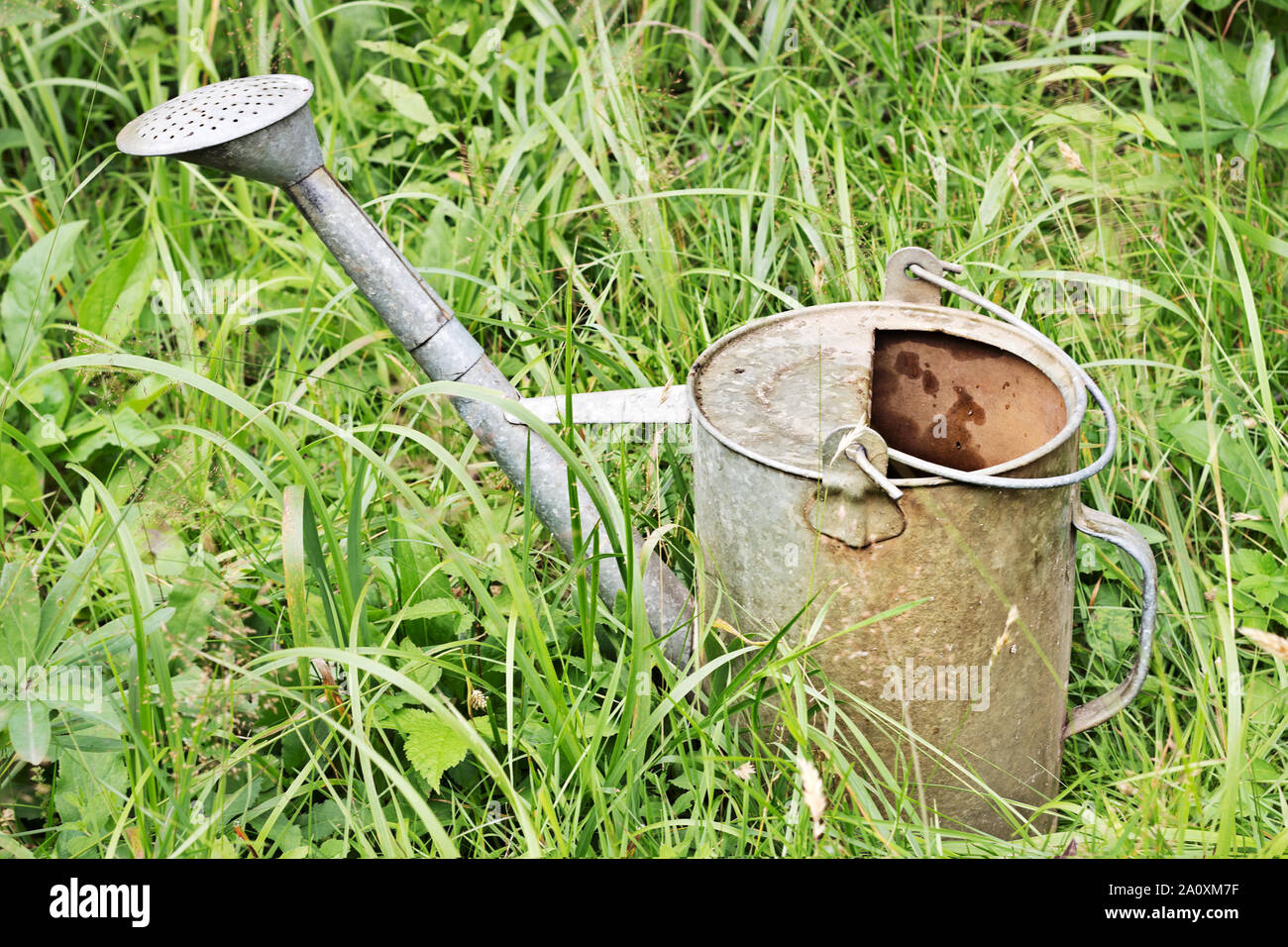 Empty metal watering can in the green grass, closeup Stock Photo - Alamy
