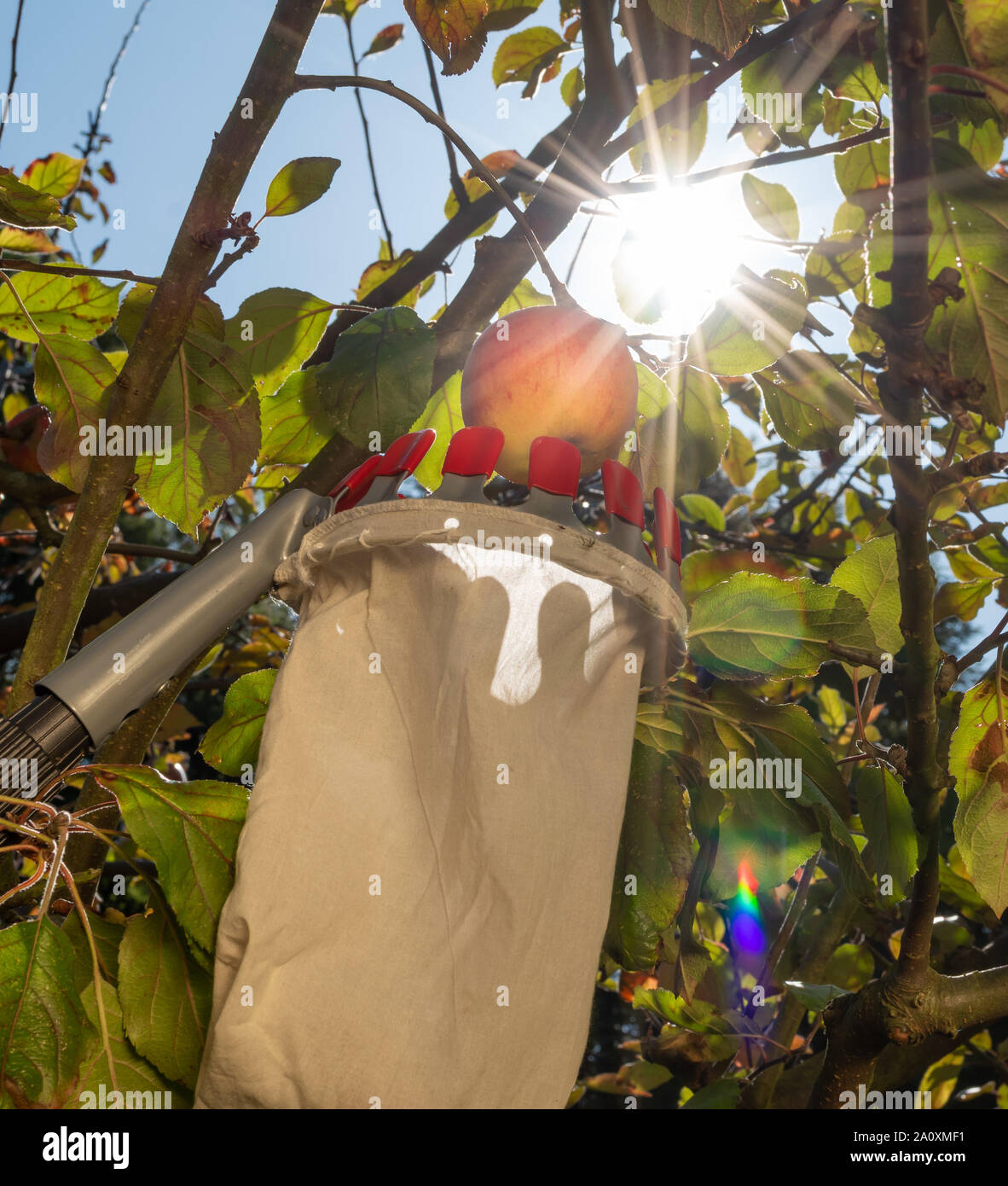 Harvesting apples with a fruit picker Stock Photo - Alamy