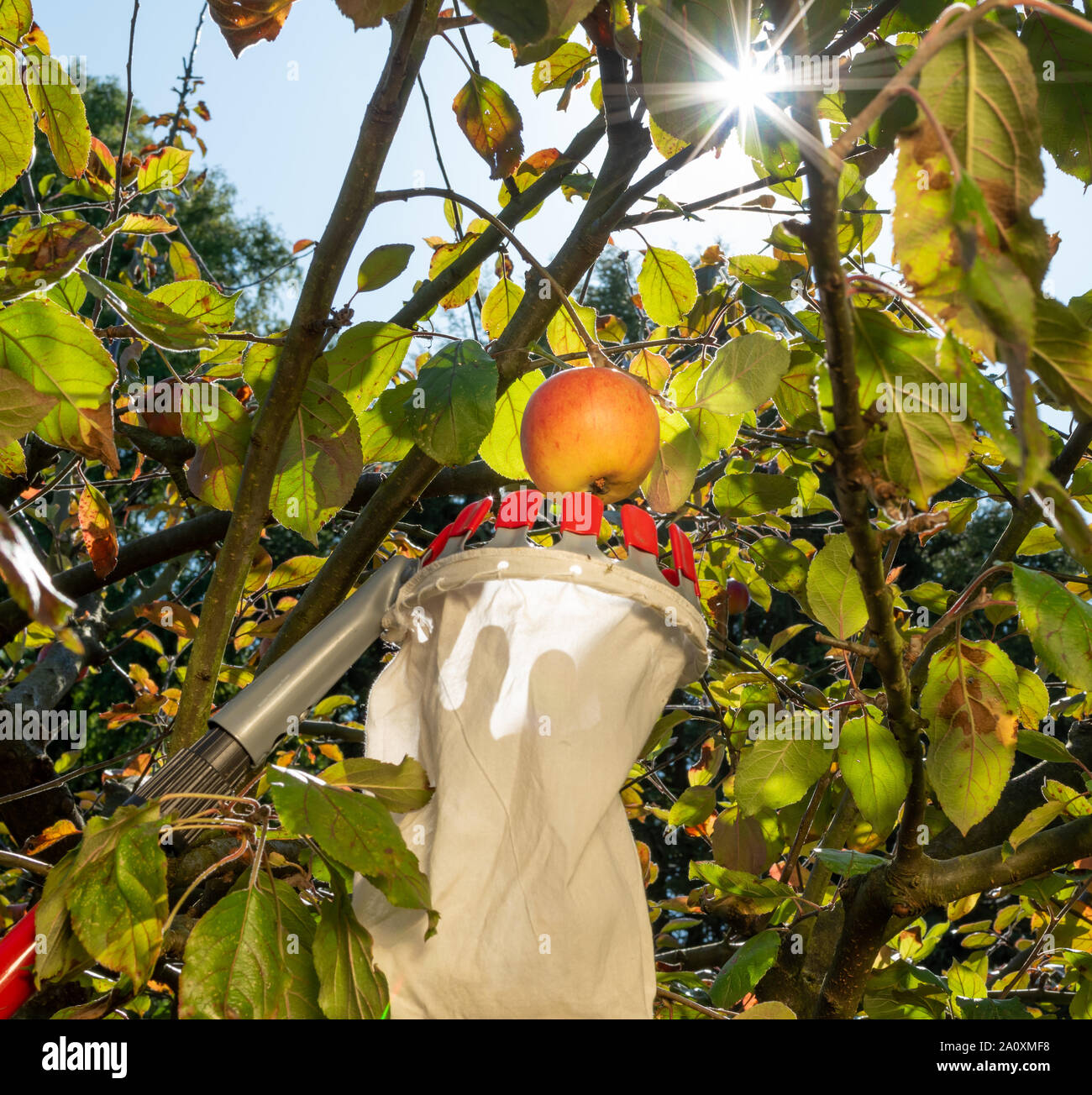 Harvesting apples with a fruit picker Stock Photo - Alamy