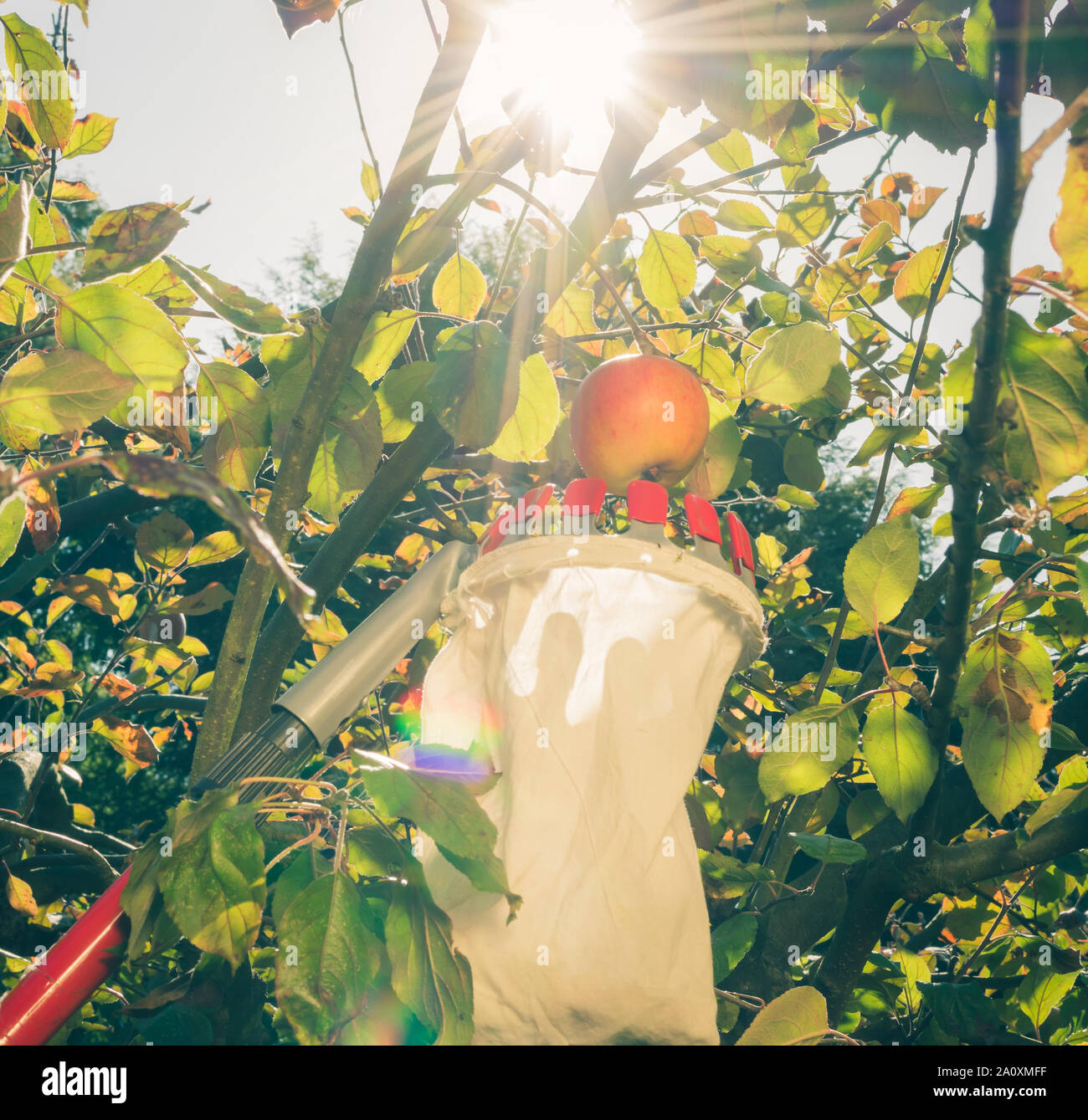 Harvesting apples with a fruit picker Stock Photo - Alamy
