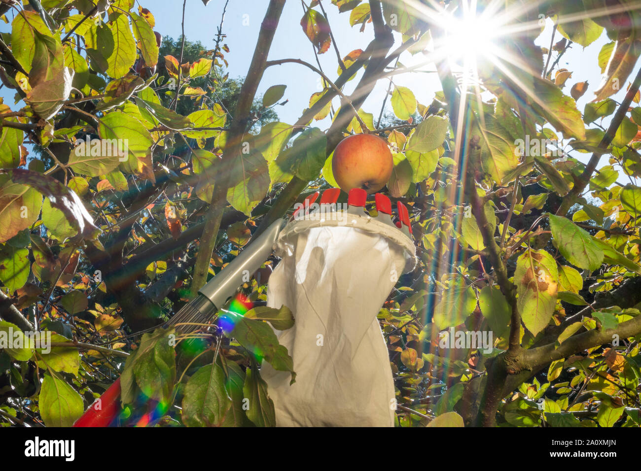 Harvesting apples with a fruit picker Stock Photo - Alamy
