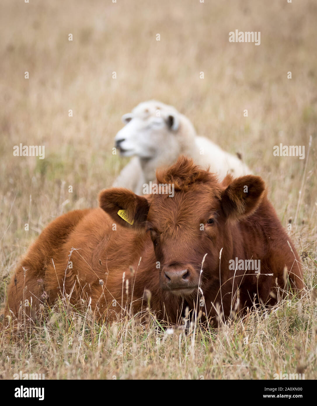 Cow Cows In Field High Resolution Stock Photography and Images - Alamy