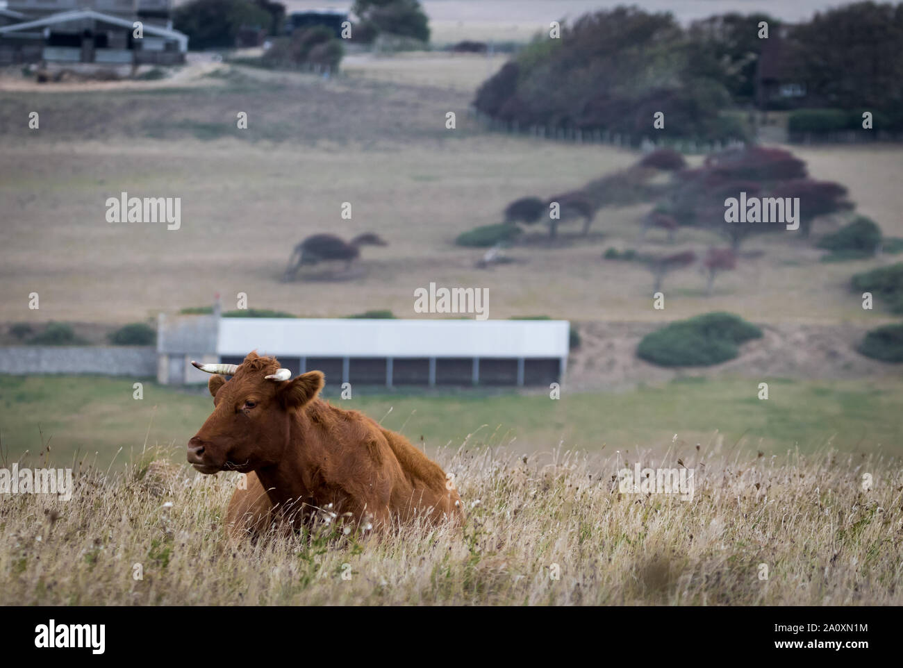 Lowing cow hi-res stock photography and images - Alamy