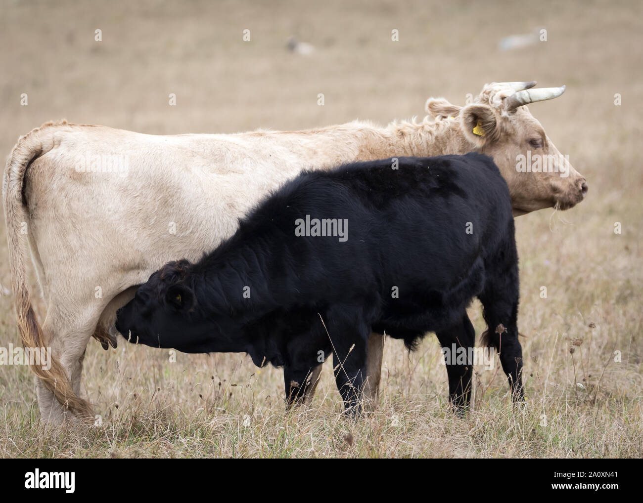 Lowing cow hi-res stock photography and images - Alamy
