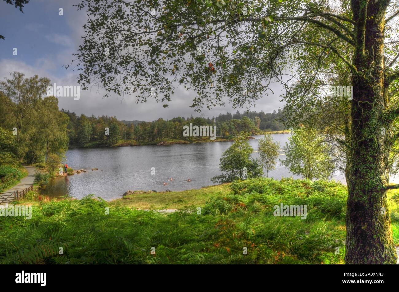 Swimming tarn lake district hi-res stock photography and images - Alamy