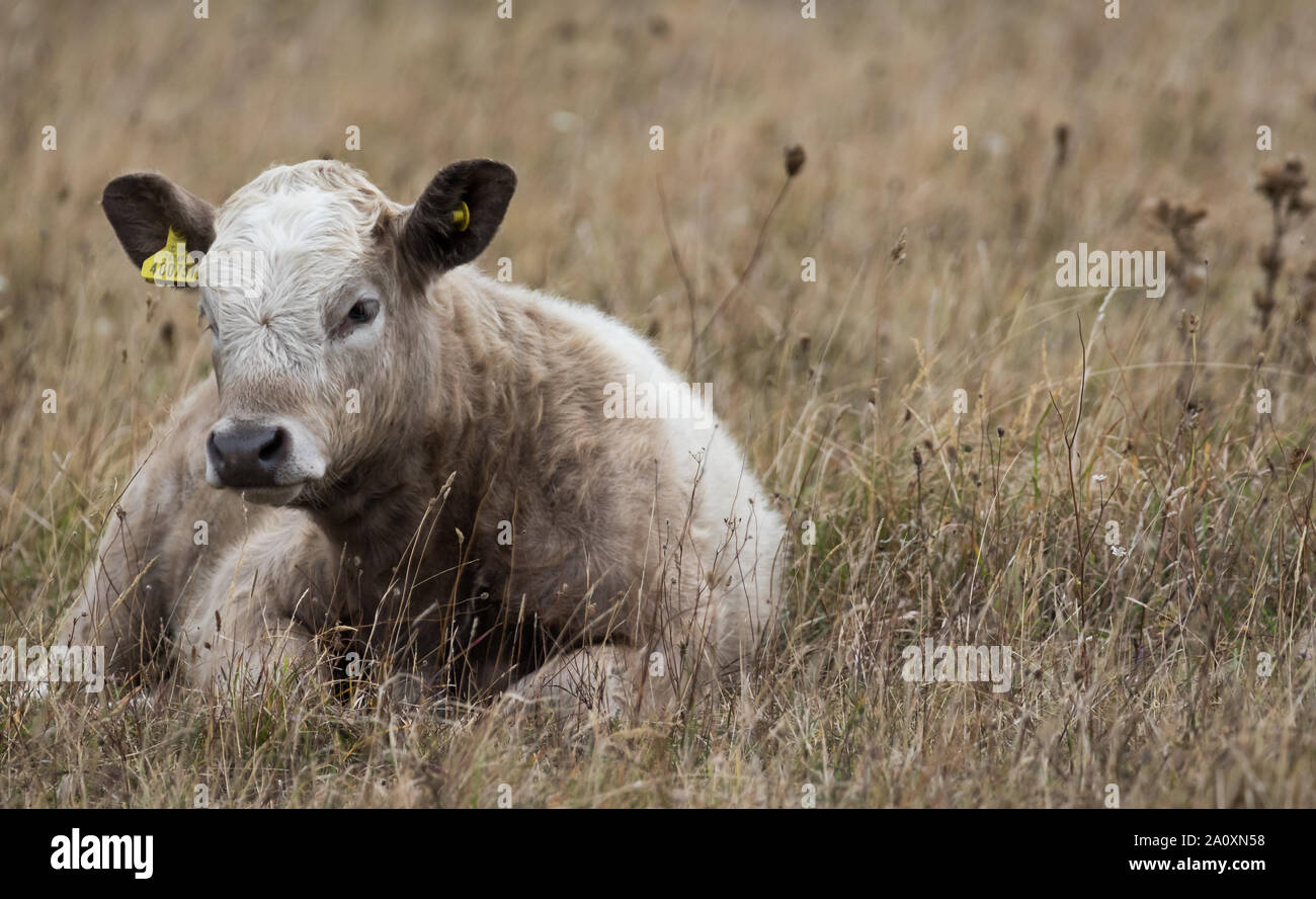 Lowing cow hi-res stock photography and images - Alamy