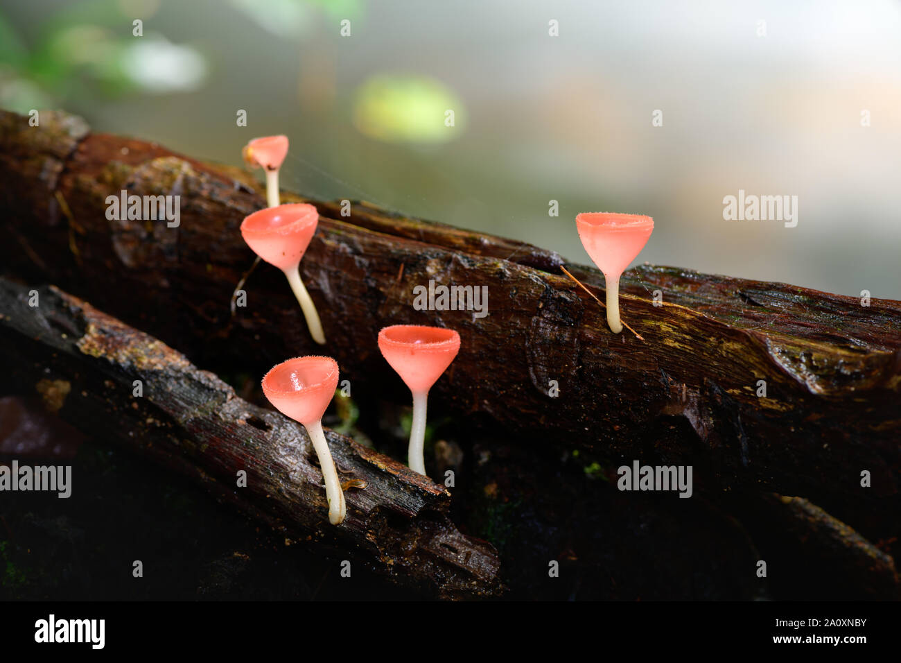 Fungi cup red Mushroom Champagne Cup or Pink burn cup,Tarzetta Rosea ...