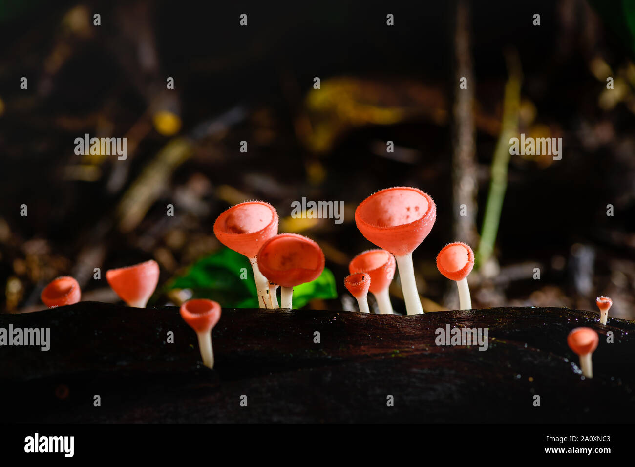 Fungi cup red Mushroom Champagne Cup or Pink burn cup,Tarzetta Rosea ...