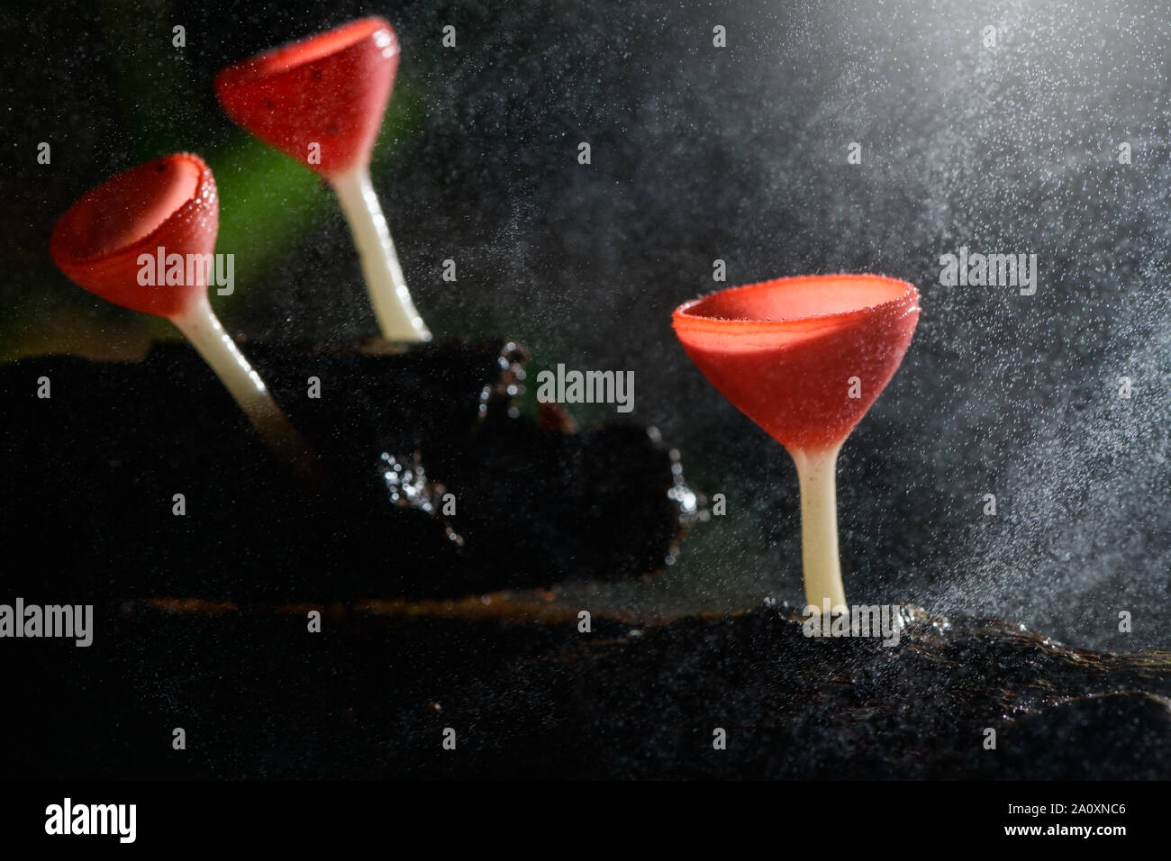 Pyronemataceae hi-res stock photography and images - Alamy