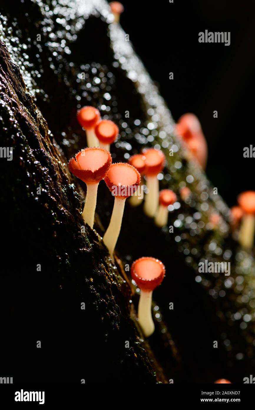 Fungi cup red Mushroom Champagne Cup or Pink burn cup,Tarzetta Rosea ...