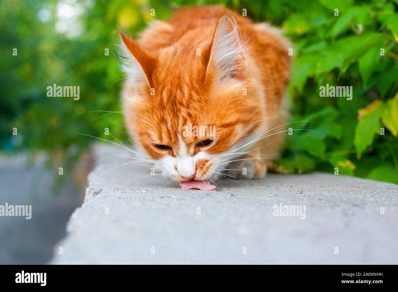 Adorable cute little pussycat eating hi-res stock photography and ...