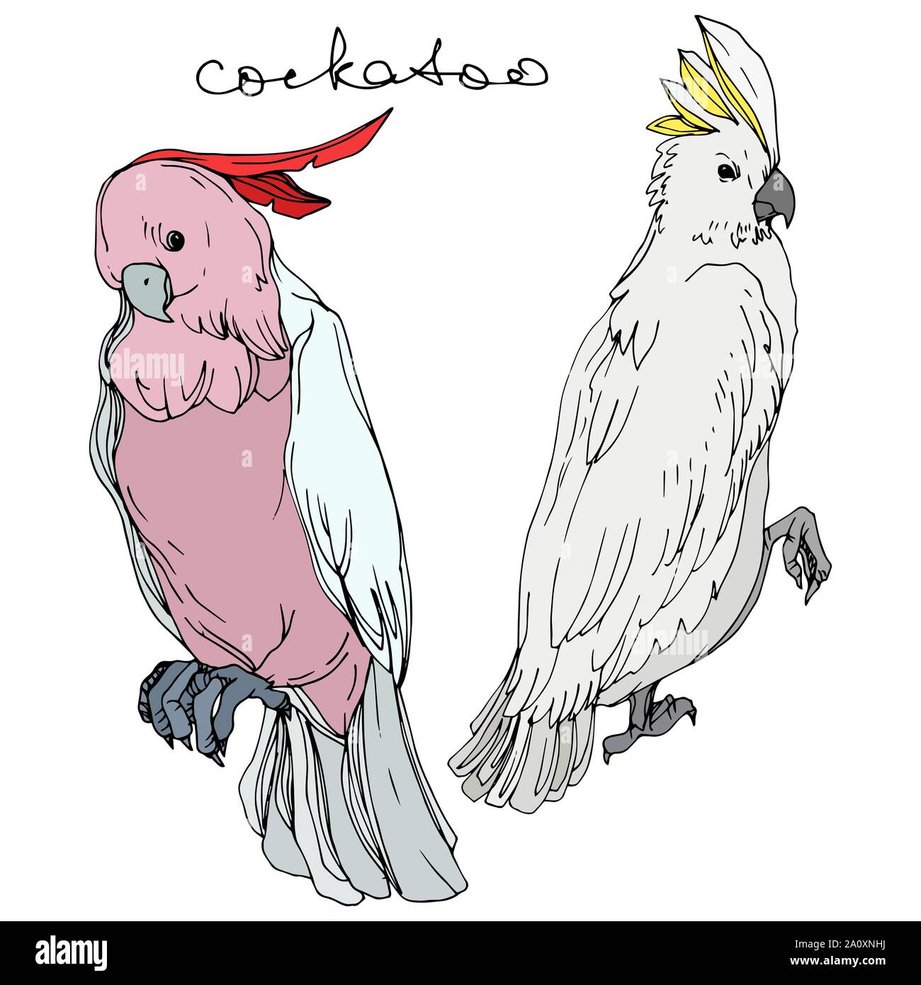 Vector Sky bird cockatoo in a wildlife. Wild freedom, bird with a ...