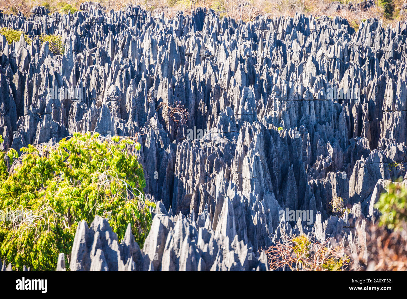 Tsingy de Bemaraha Integral Nature Reserve of UNESCO Stock Photo - Alamy