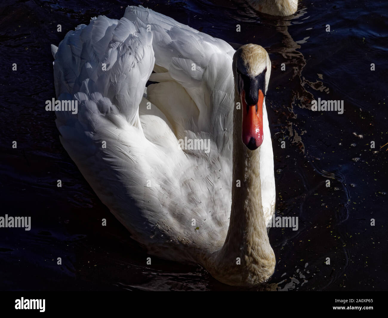 Roath family hi-res stock photography and images - Alamy