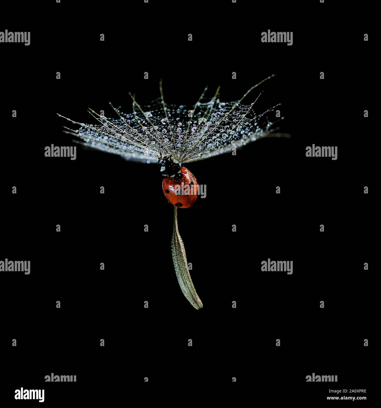 Ladybird flying hi-res stock photography and images - Alamy