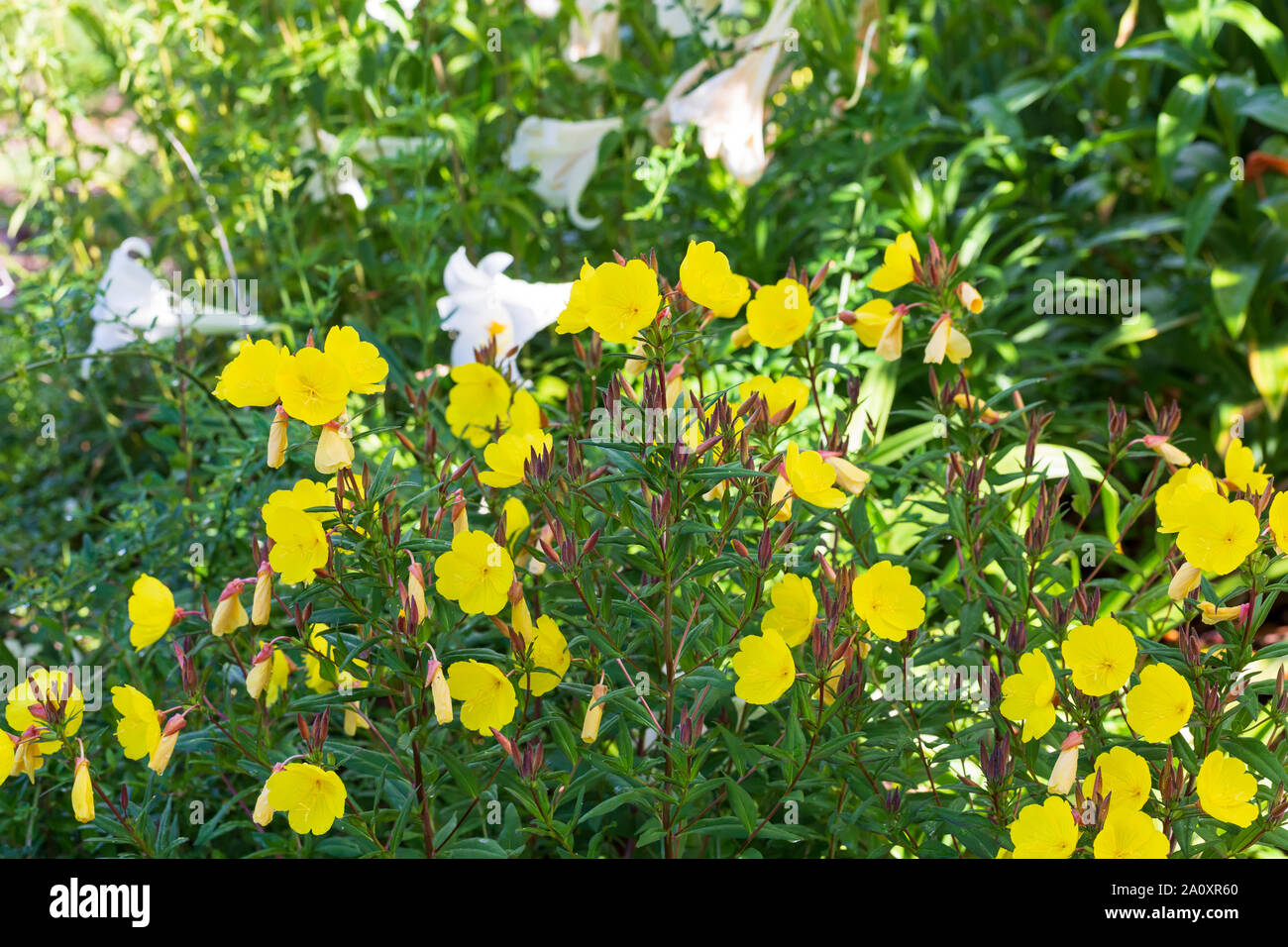Solstice flower hi-res stock photography and images - Alamy