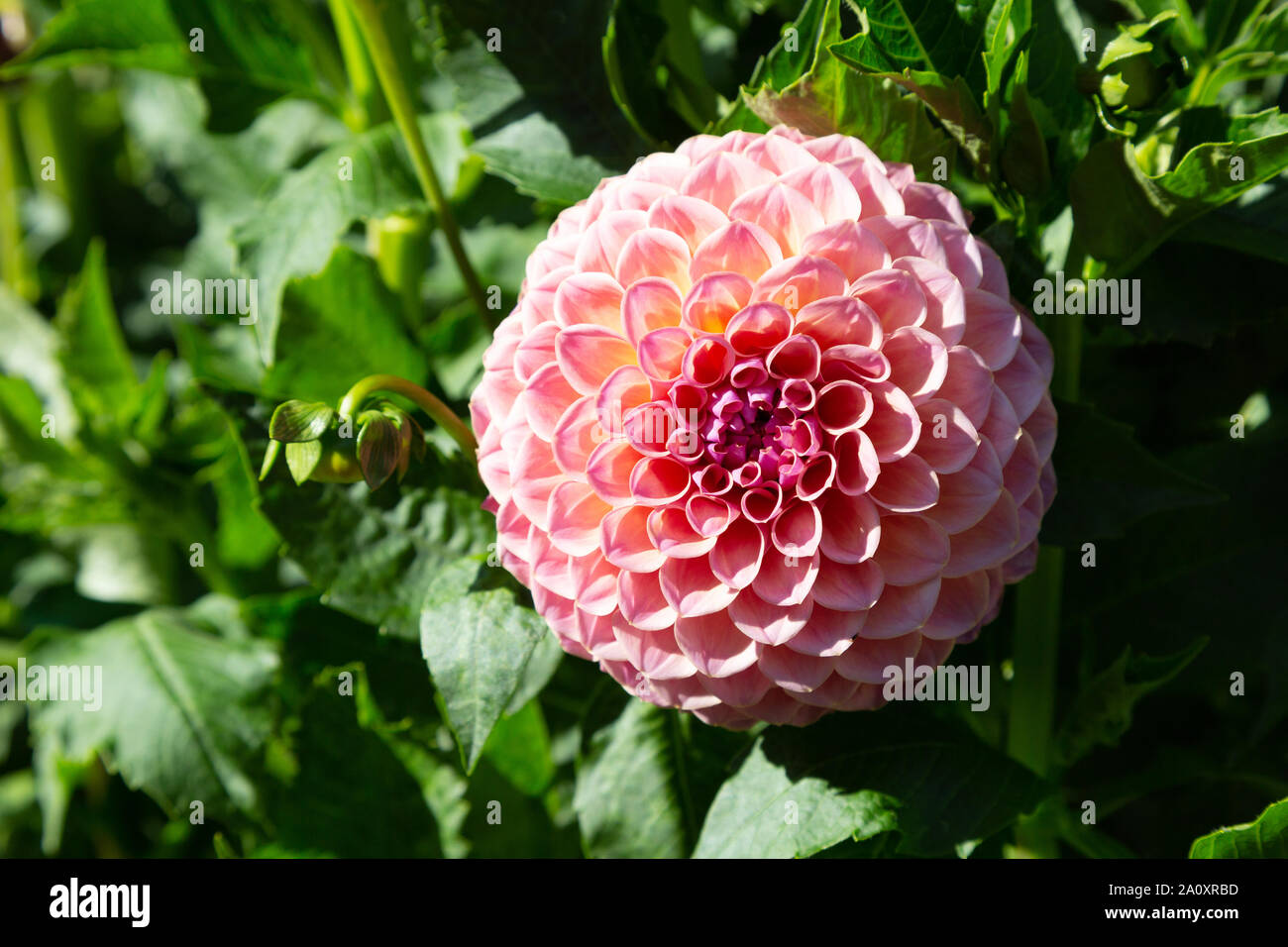 Ball dahlia hi-res stock photography and images - Alamy