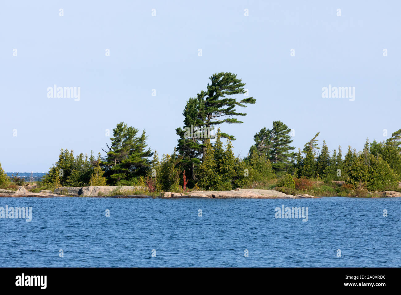 White pine on an island in Georgian Bay, Ontario Stock Photo - Alamy