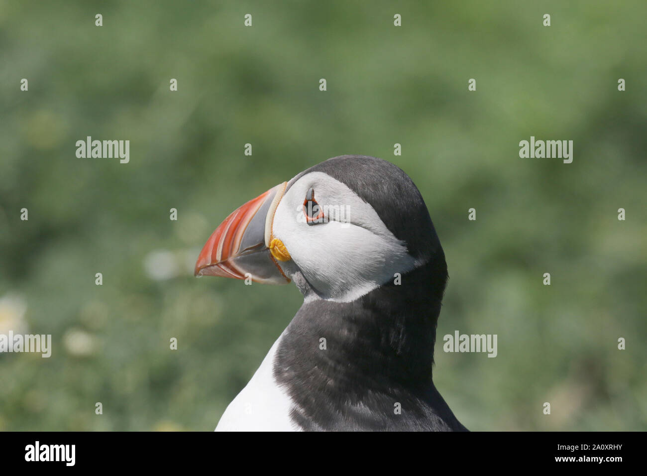 Puffin head hi-res stock photography and images - Alamy