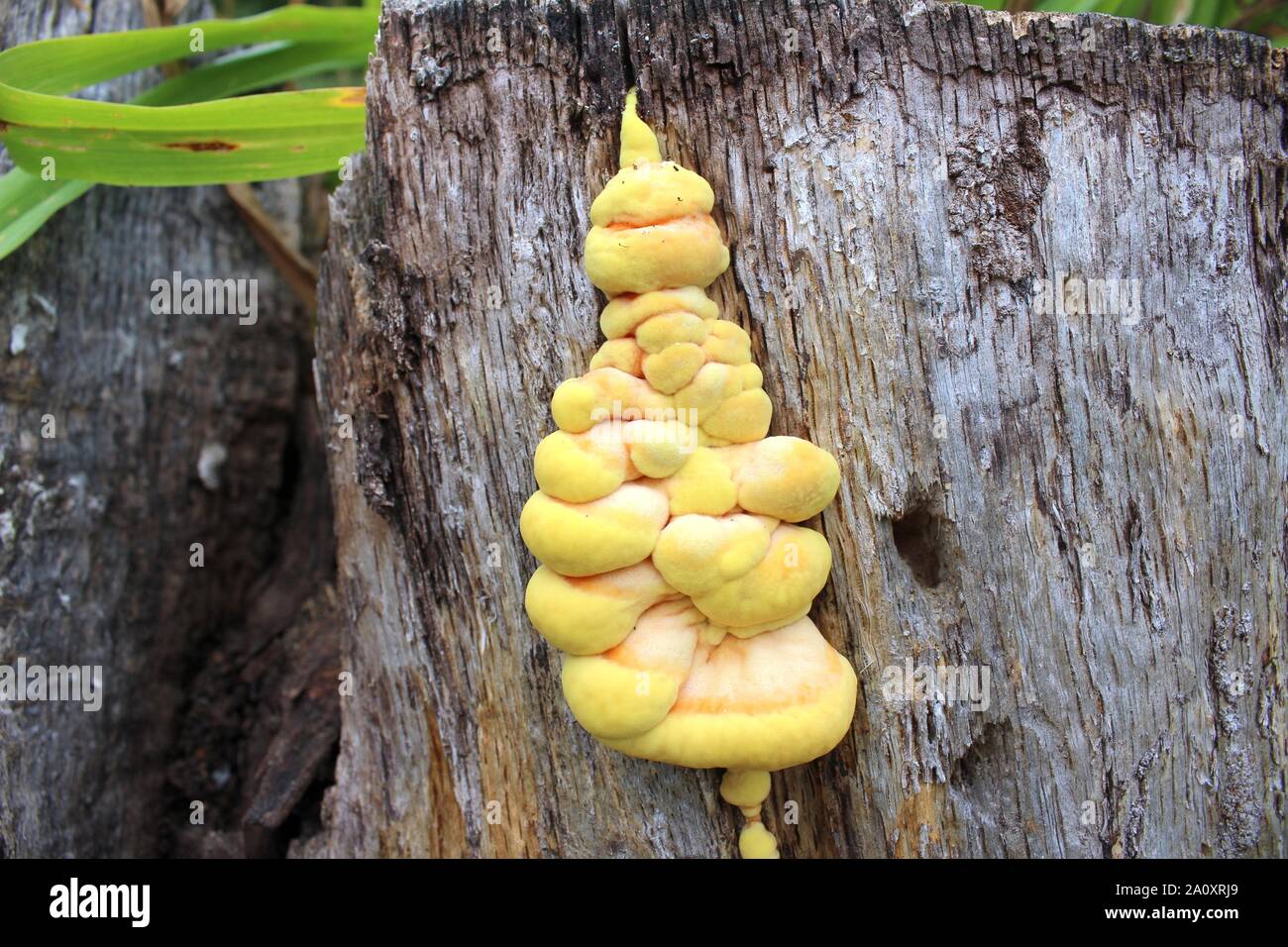 Chicken Of The Woods Seemingly Oozing Out Of A Stump Stock Photo - Alamy