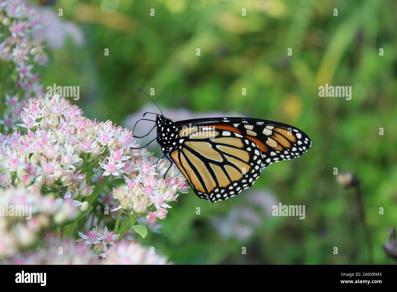 Michigan butterfly hi-res stock photography and images - Alamy