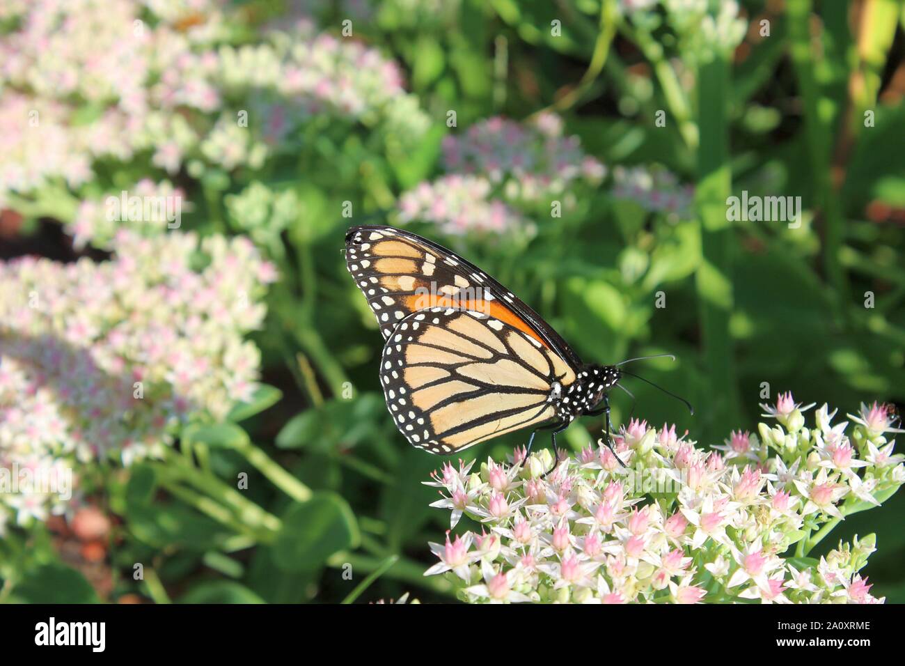 Michigan butterfly hi-res stock photography and images - Alamy