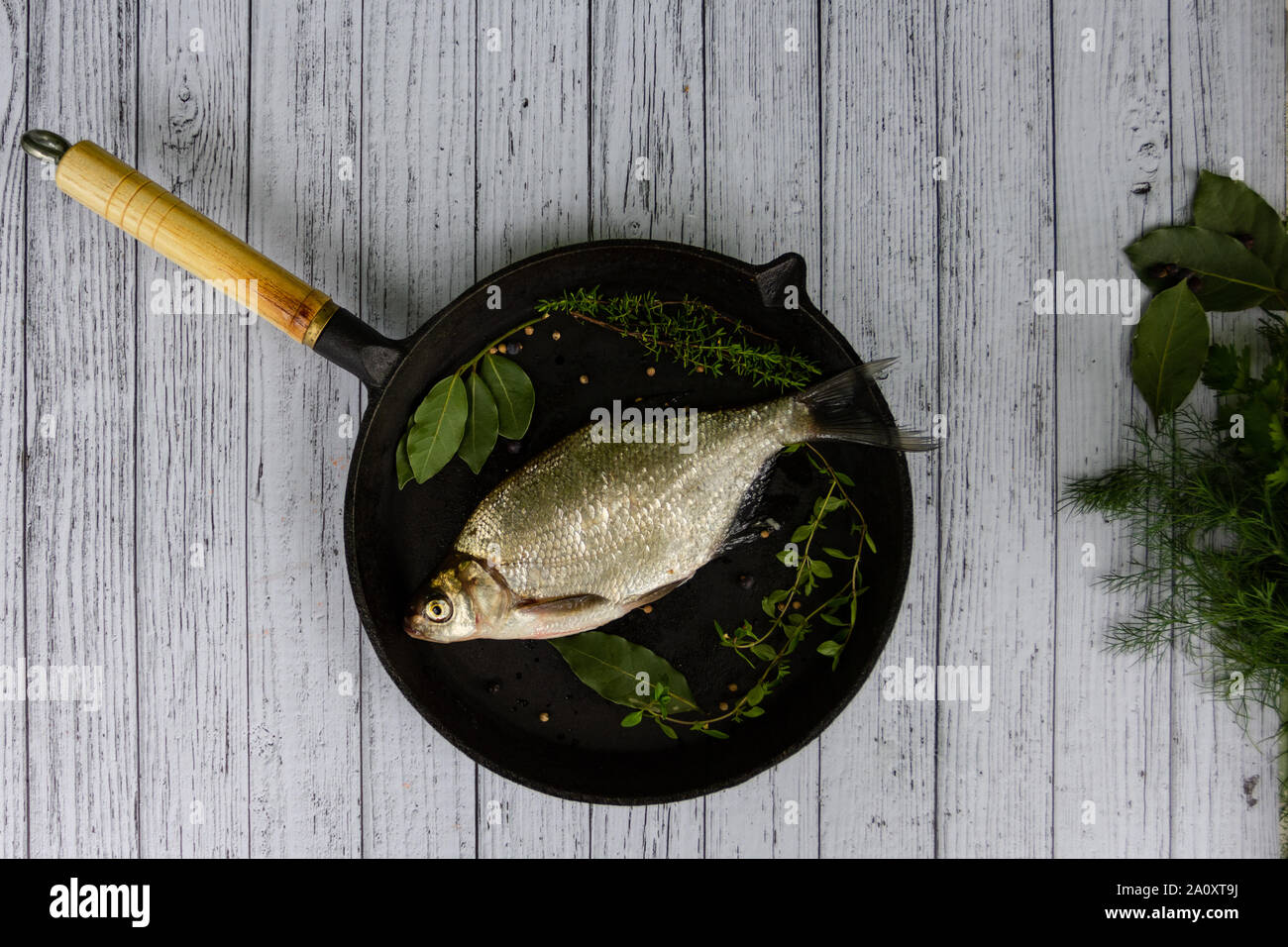 Black bream fish hi-res stock photography and images - Alamy