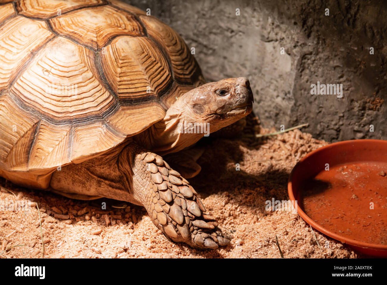 land turtle in the zoo Stock Photo - Alamy