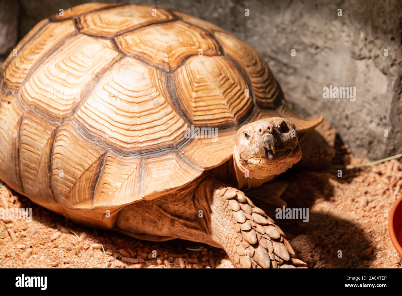 land turtle in the zoo Stock Photo - Alamy