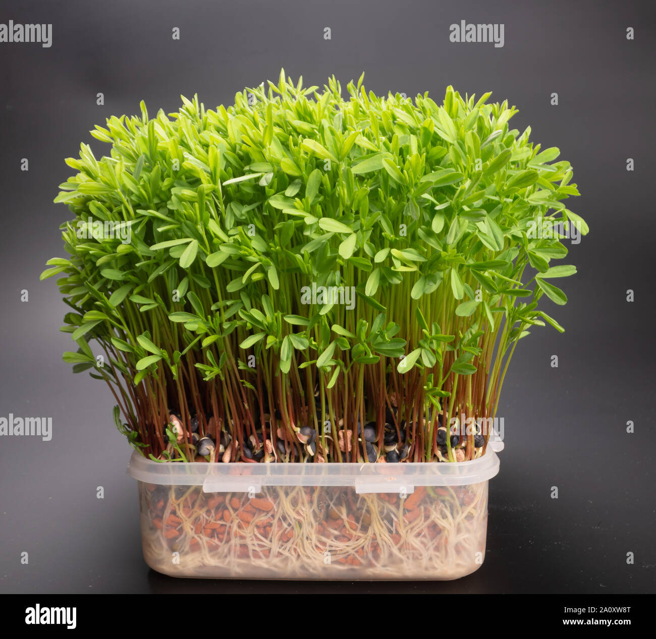 green sprouts edible plants. microgreens nutrition Stock Photo - Alamy