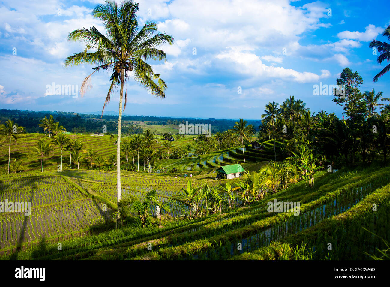 Rice fields jatiluwih in hi-res stock photography and images - Alamy