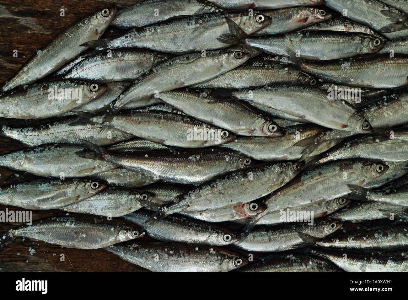 pile of small silver vendace fish at the fish market Stock Photo - Alamy