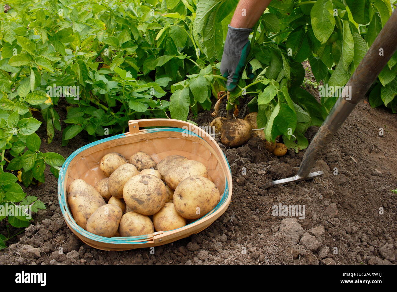 Solanum tuberosum 'Marfona'. Freshly dug allotment grown potatoes ...