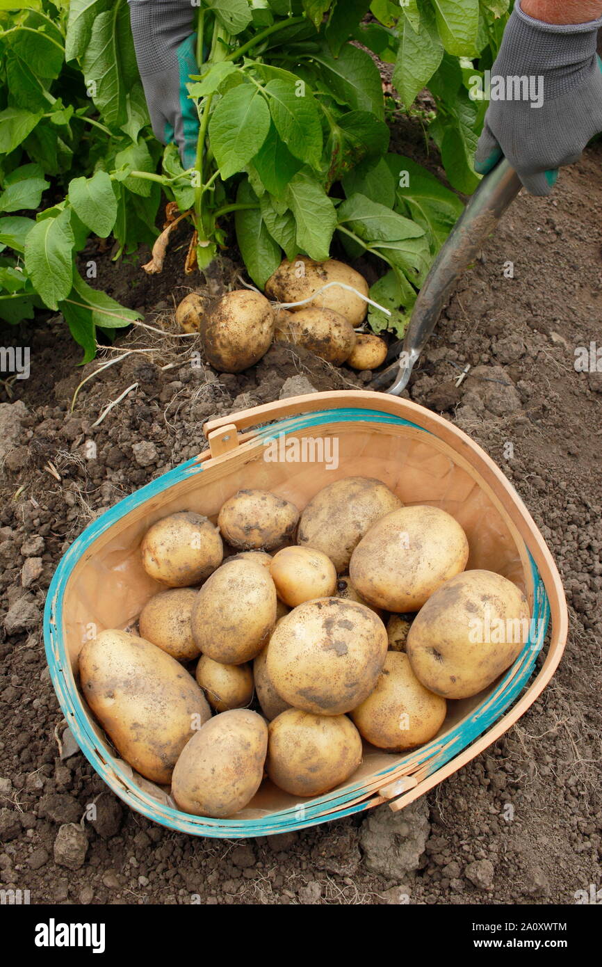 Solanum tuberosum 'Marfona'. Freshly dug allotment grown potatoes ...