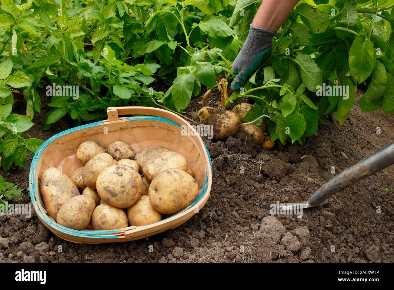 Solanum tuberosum 'Marfona'. Freshly dug allotment grown potatoes ...