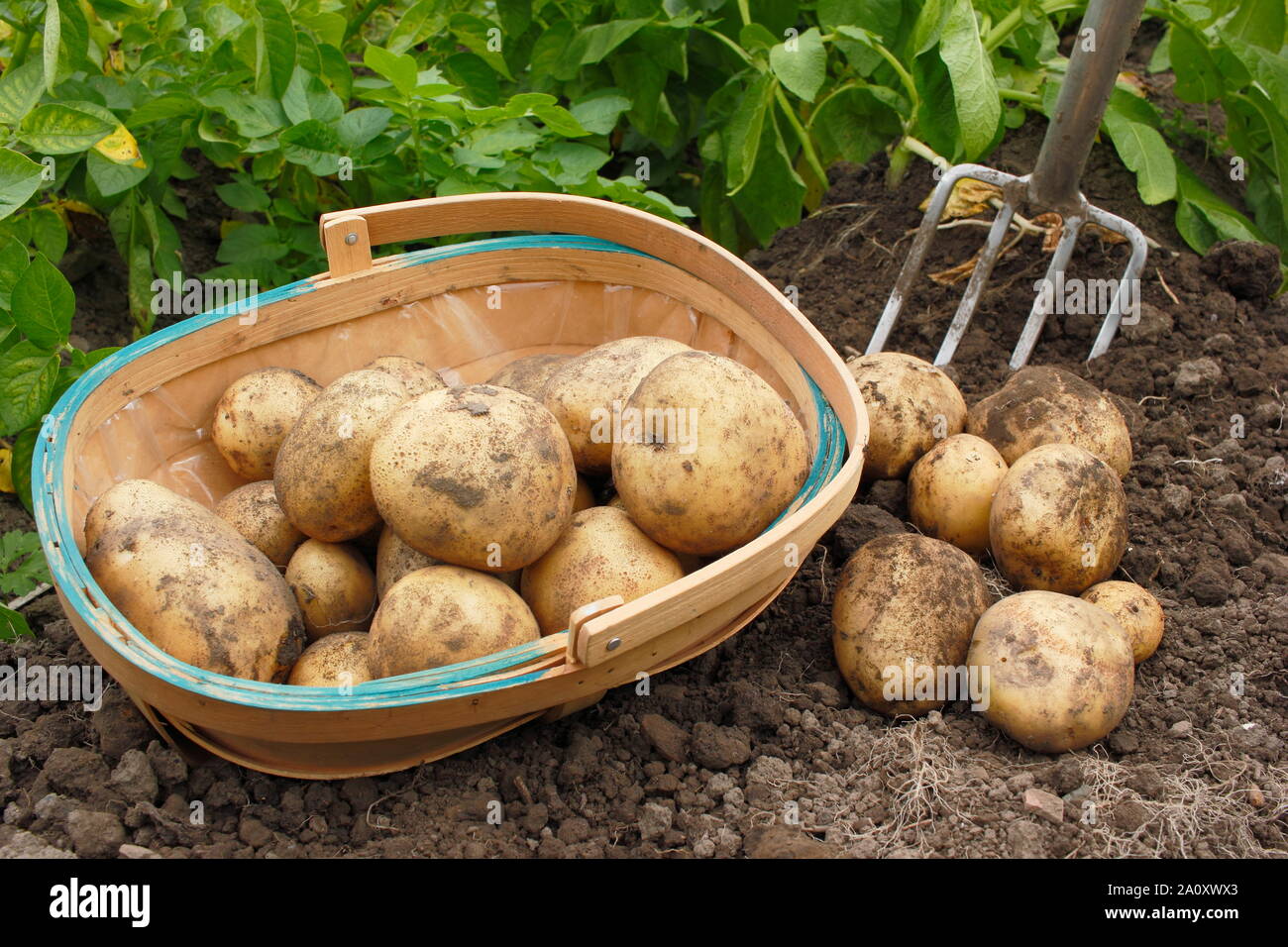 Marfona hi-res stock photography and images - Alamy