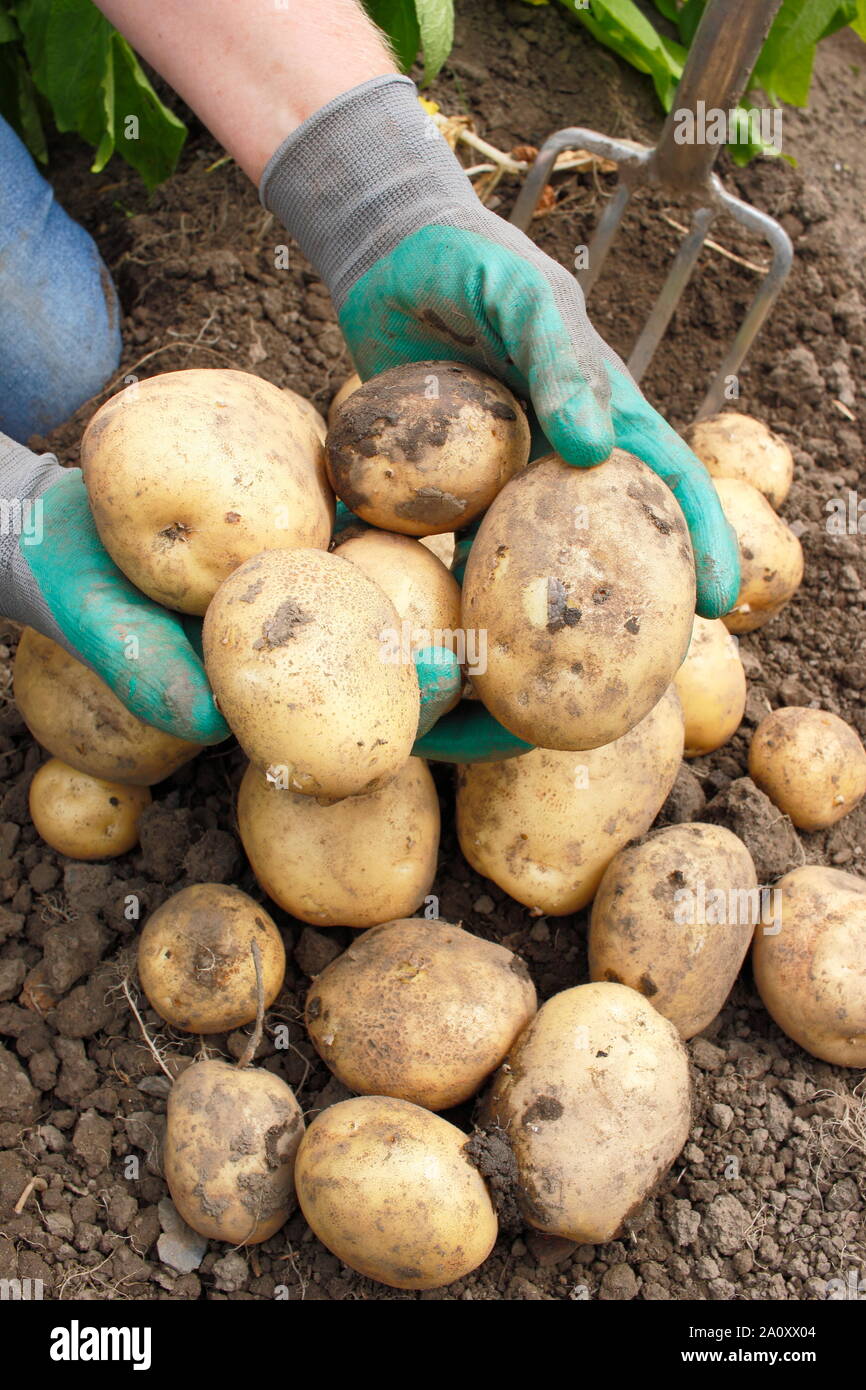 Solanum tuberosum 'Marfona'. Freshly dug allotment grown potatoes ...