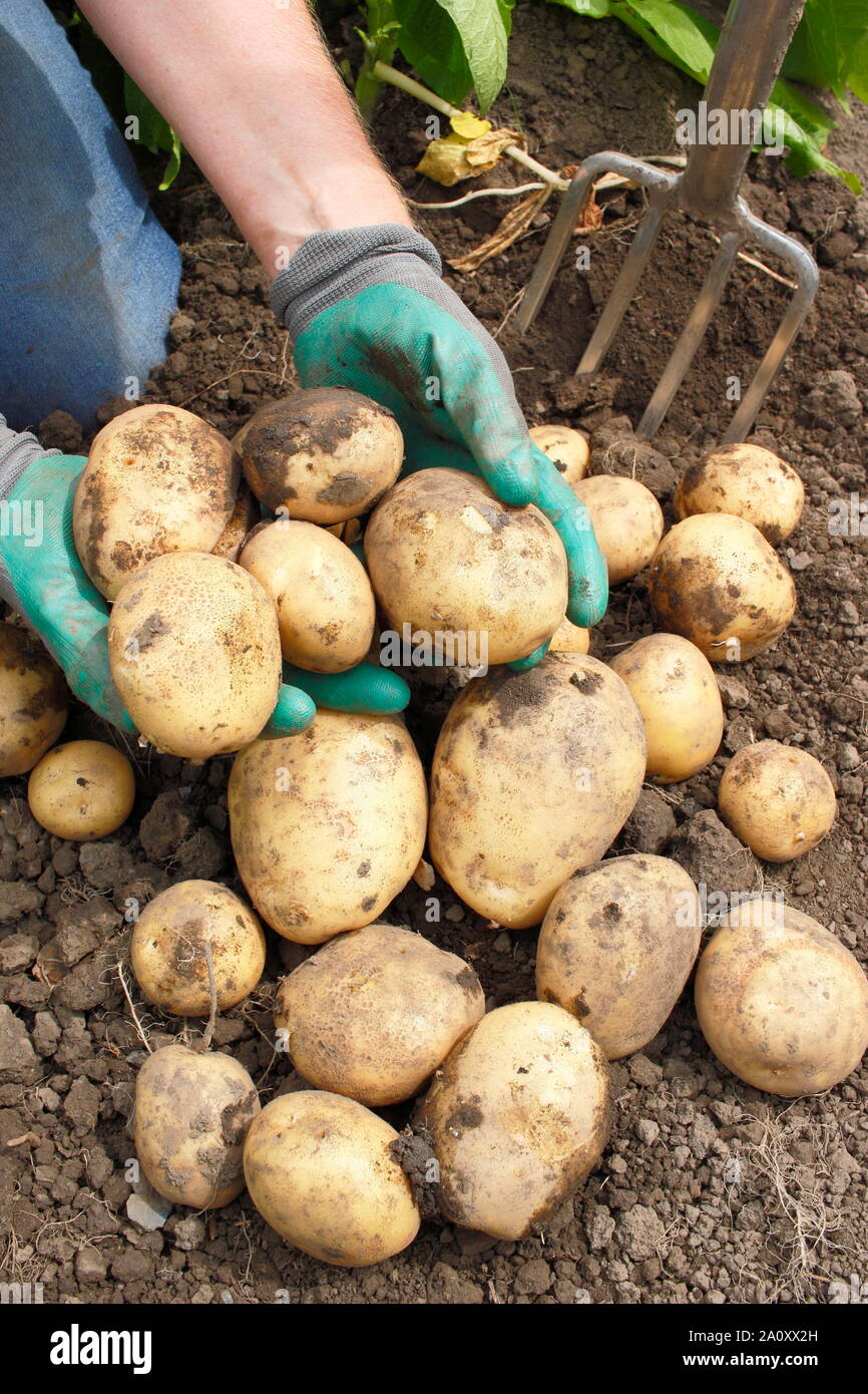 Solanum tuberosum 'Marfona'. Freshly dug allotment grown potatoes ...