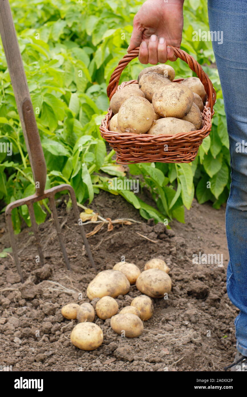 Woman with freshly dug second early potatoes in a trug in a vegetable ...