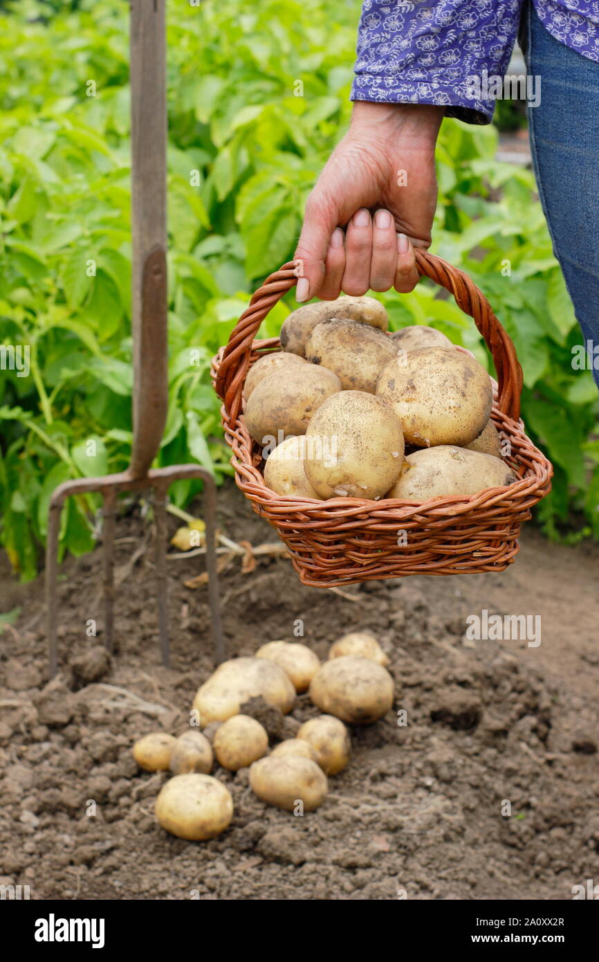 Woman with freshly dug second early potatoes in a trug in a vegetable ...