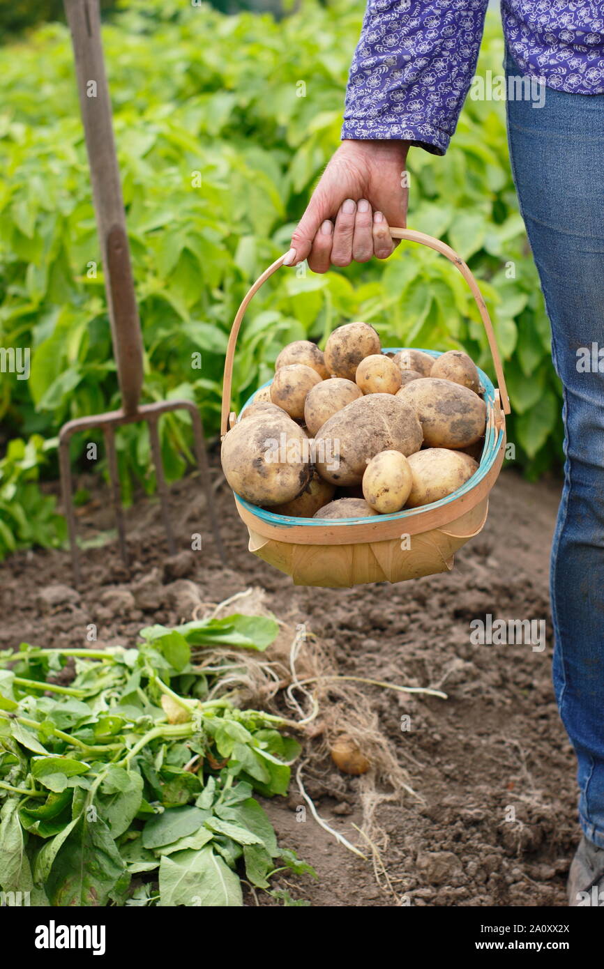 Woman with freshly dug second early potatoes in a trug in a vegetable ...
