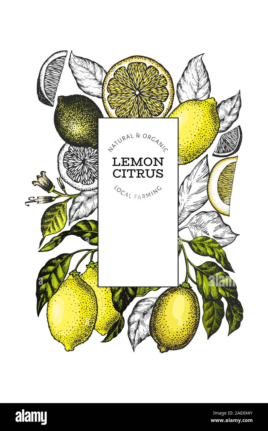 Lemon tree banner template. Hand drawn vector fruit illustration ...