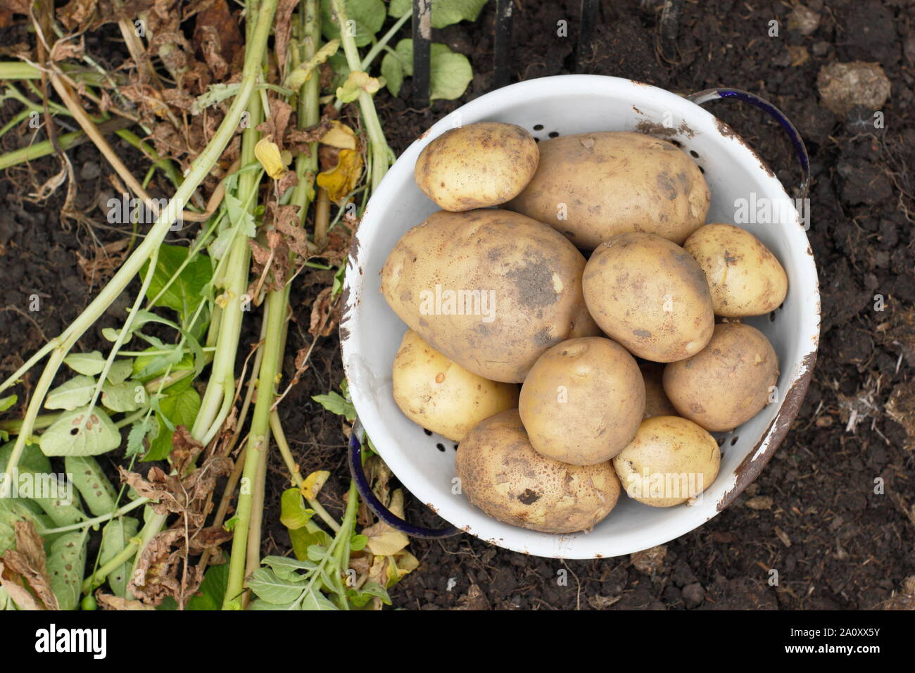 Marfona potatoes hi-res stock photography and images - Alamy