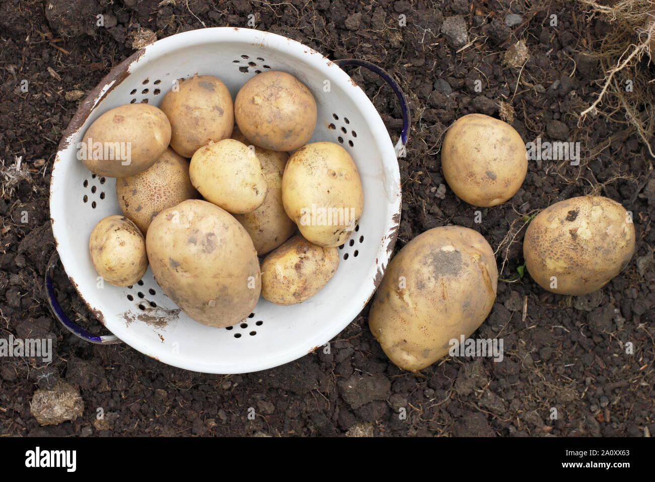 Solanum tuberosum. Harvesting ‘Marfona’ potatoes into a colander in an ...