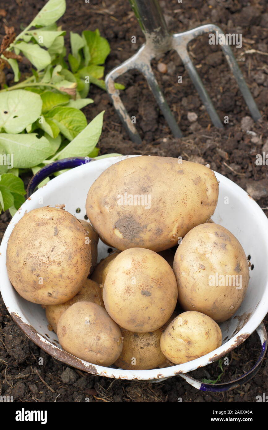 Solanum tuberosum. Harvesting ‘Marfona’ potatoes into a colander in an ...