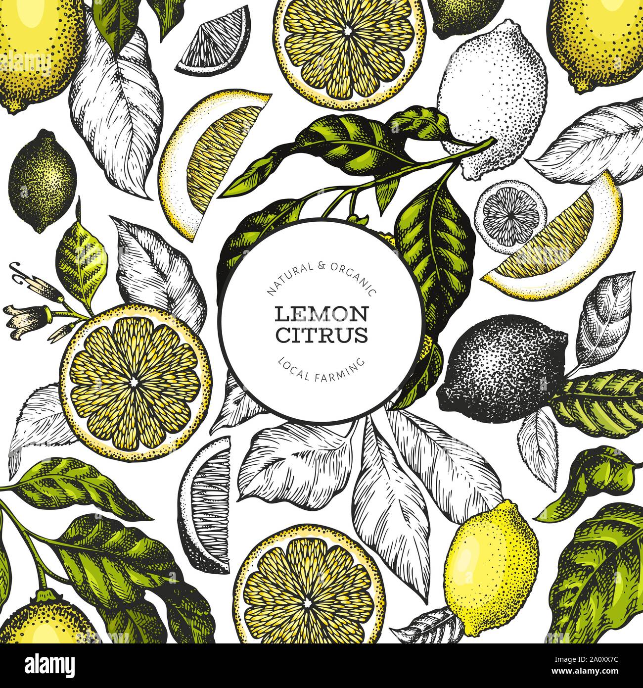 Lemon tree banner template. Hand drawn vector fruit illustration ...