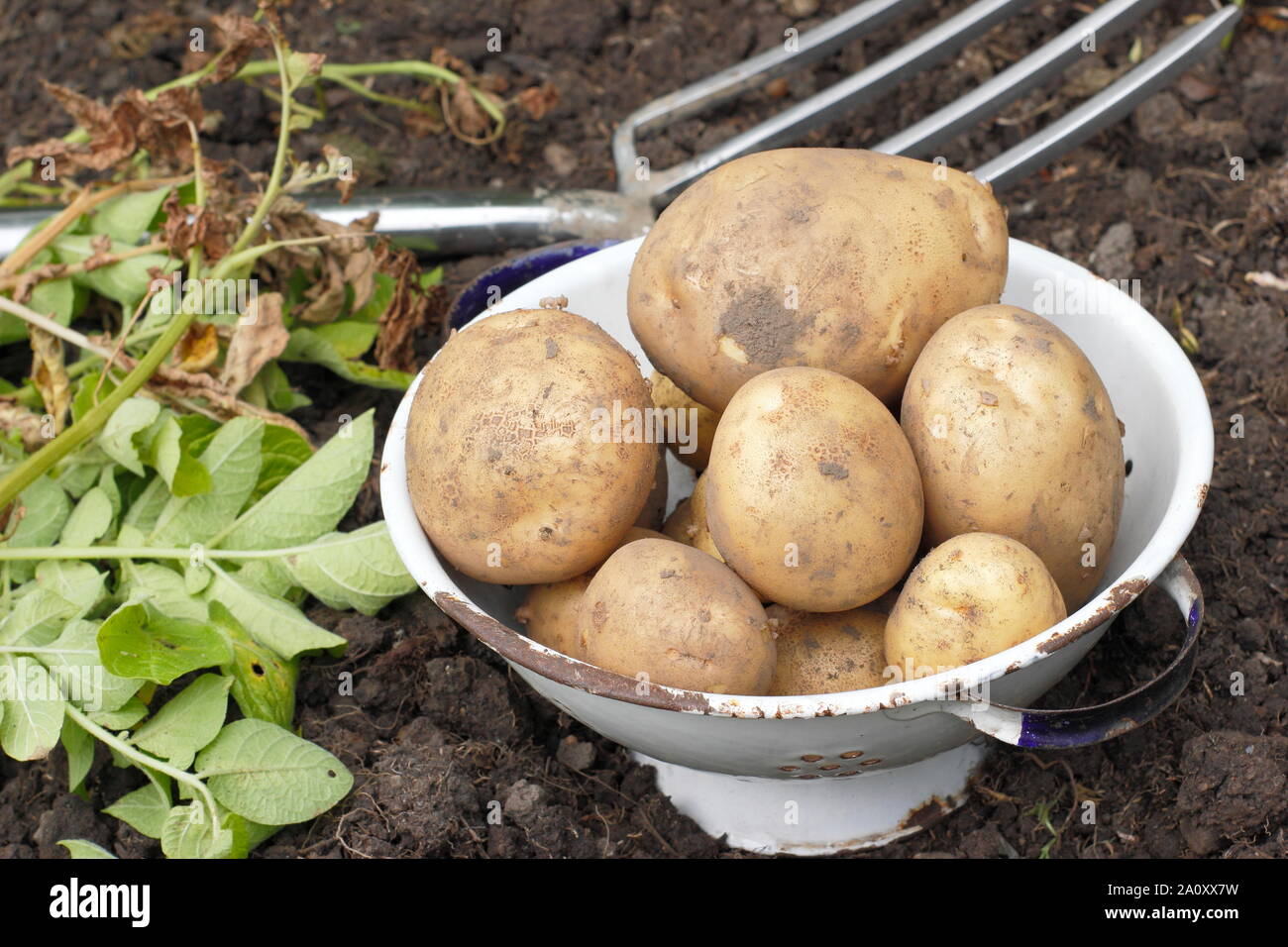 Marfona potatoes hi-res stock photography and images - Alamy