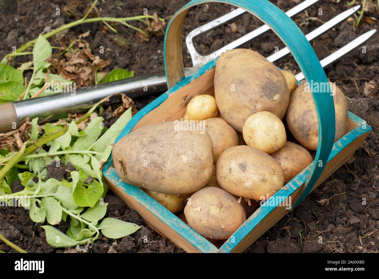 Solanum tuberosum 'Marfona'. Freshly dug potatoes in a trug on an ...