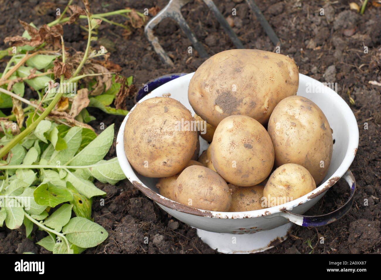 Marfona hi-res stock photography and images - Alamy