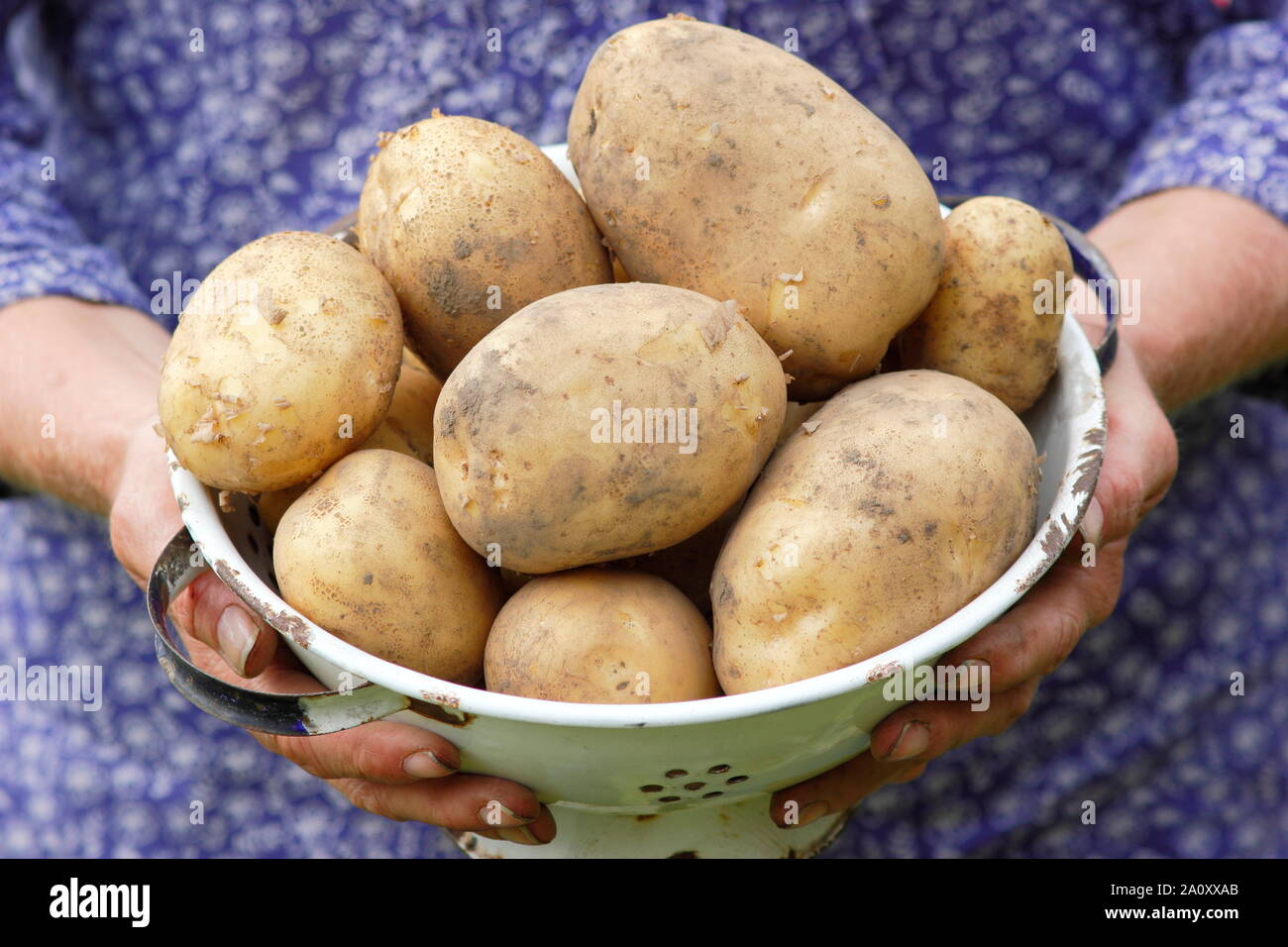 Solanum tuberosum. Harvesting ‘Marfona’ potatoes into a colander in an ...
